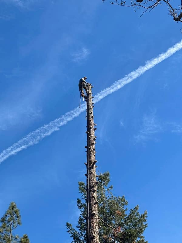 N. Arm Tree & Handyman Service | Indian Valley Chamber of Commerce
